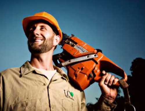 10 Most Common Flowering Trees in San Diego | Tree Service