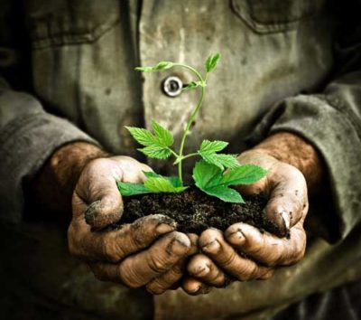 San Diego Tree Doctor | Certified Arborists LC Tree Service