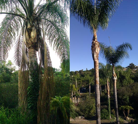 lc tree trimming | San Diego Tree Trimmers - LC Tree Service