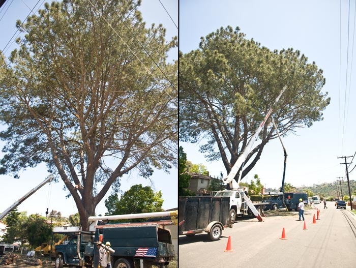 San Diego Tree Removal Services | LC Tree Trimming Inc | San Diego Tree ...
