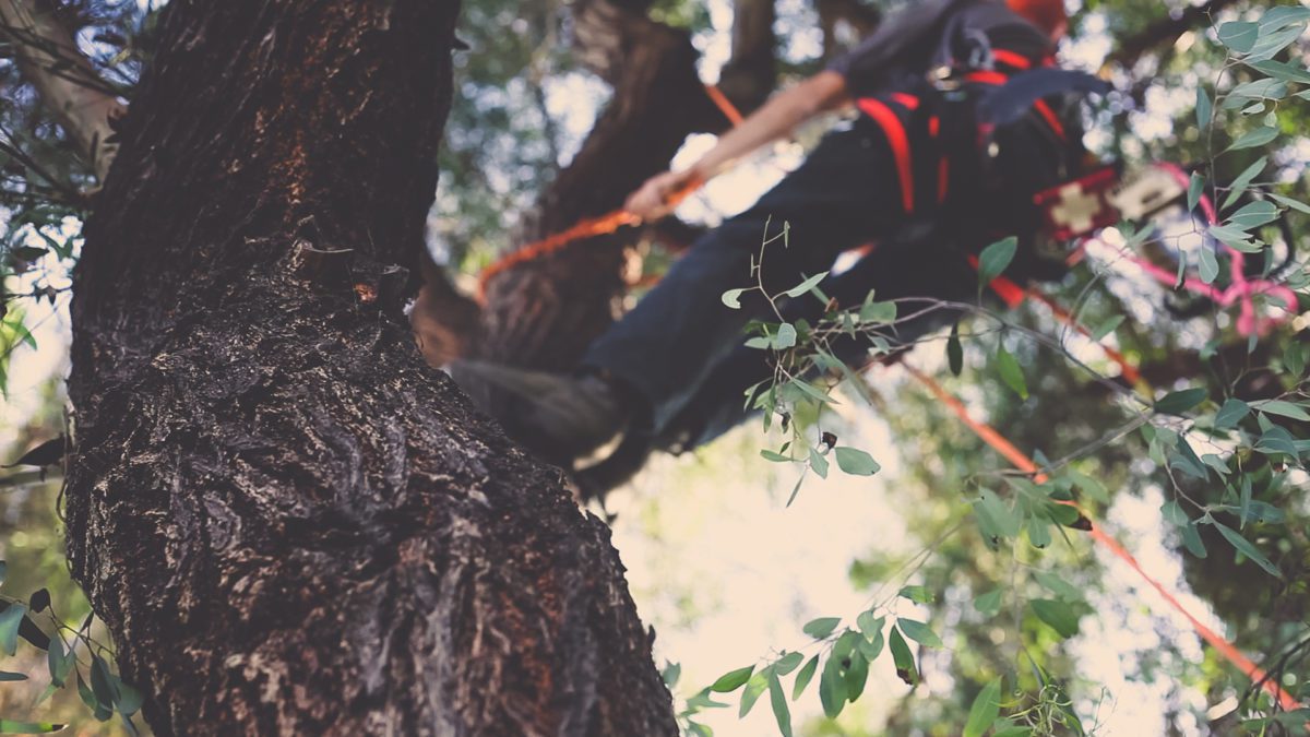 Tree Trimmers in San Diego | LC Tree Service