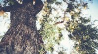 10 Most Popular Trees in San Diego | LC Tree Service