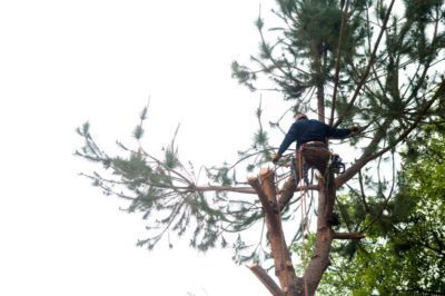 San Diego Tree Trimming, Removals & Care | LC Tree Service