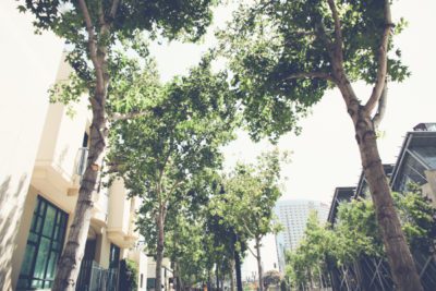 10 Most Popular Trees in San Diego | LC Tree Service