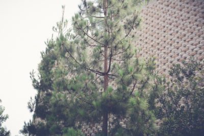 10 Most Popular Trees in San Diego | LC Tree Service