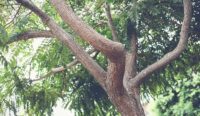 10 Most Popular Trees in San Diego | LC Tree Service