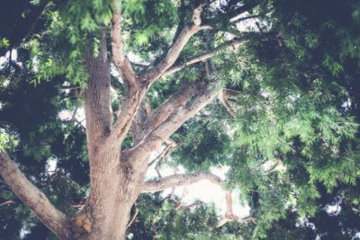 10 Most Popular Trees in San Diego | LC Tree Service