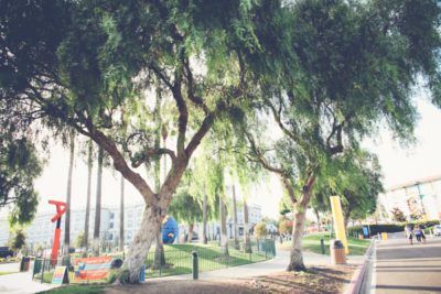 10 Most Popular Trees in San Diego | LC Tree Service