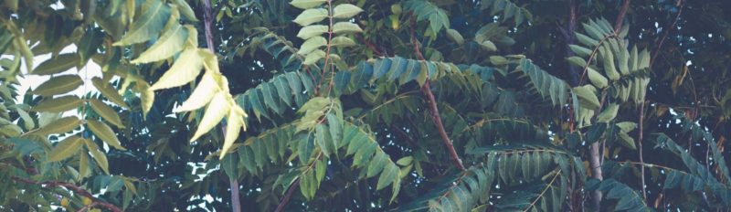 What Is San Diego's Most Annoying and Invasive Tree?