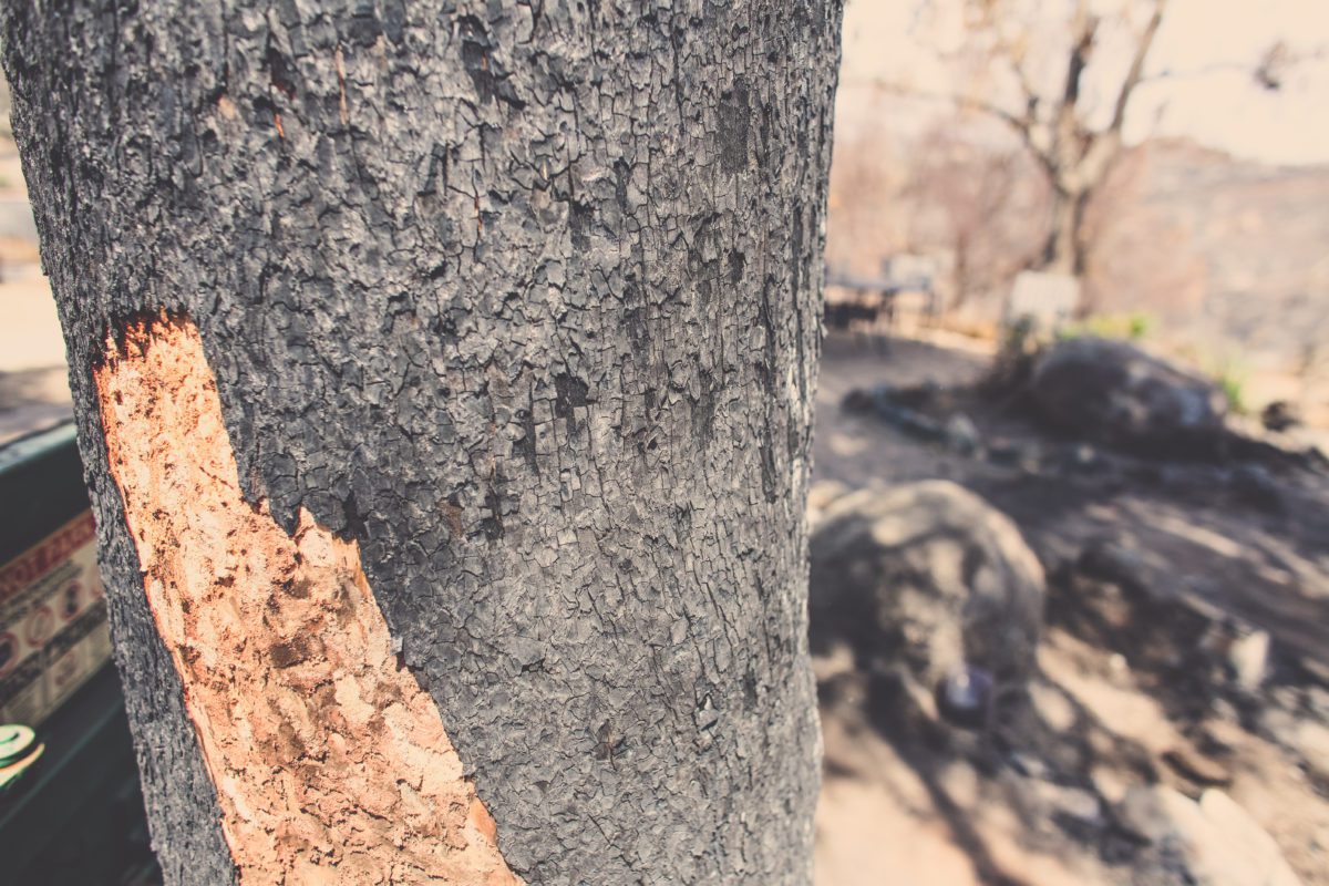 Is Your Tree Infected or Infested? San Diego LC Tree Service