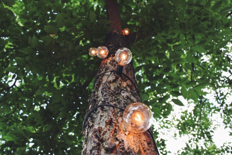 How to Water Trees Properly | LC Tree Service