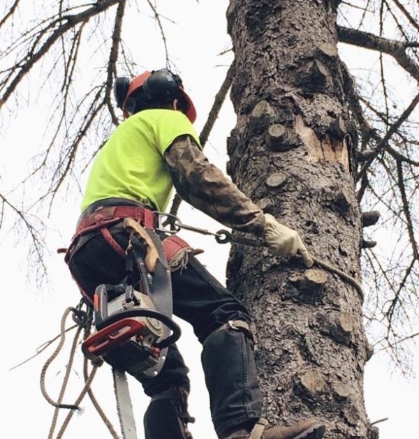 WHAT TO AVOID IN HIRING A TREE TRIMMER | LC Tree Service
