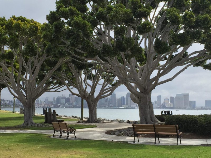 San Diego Trees That Many Regret Planting | LC Tree Service