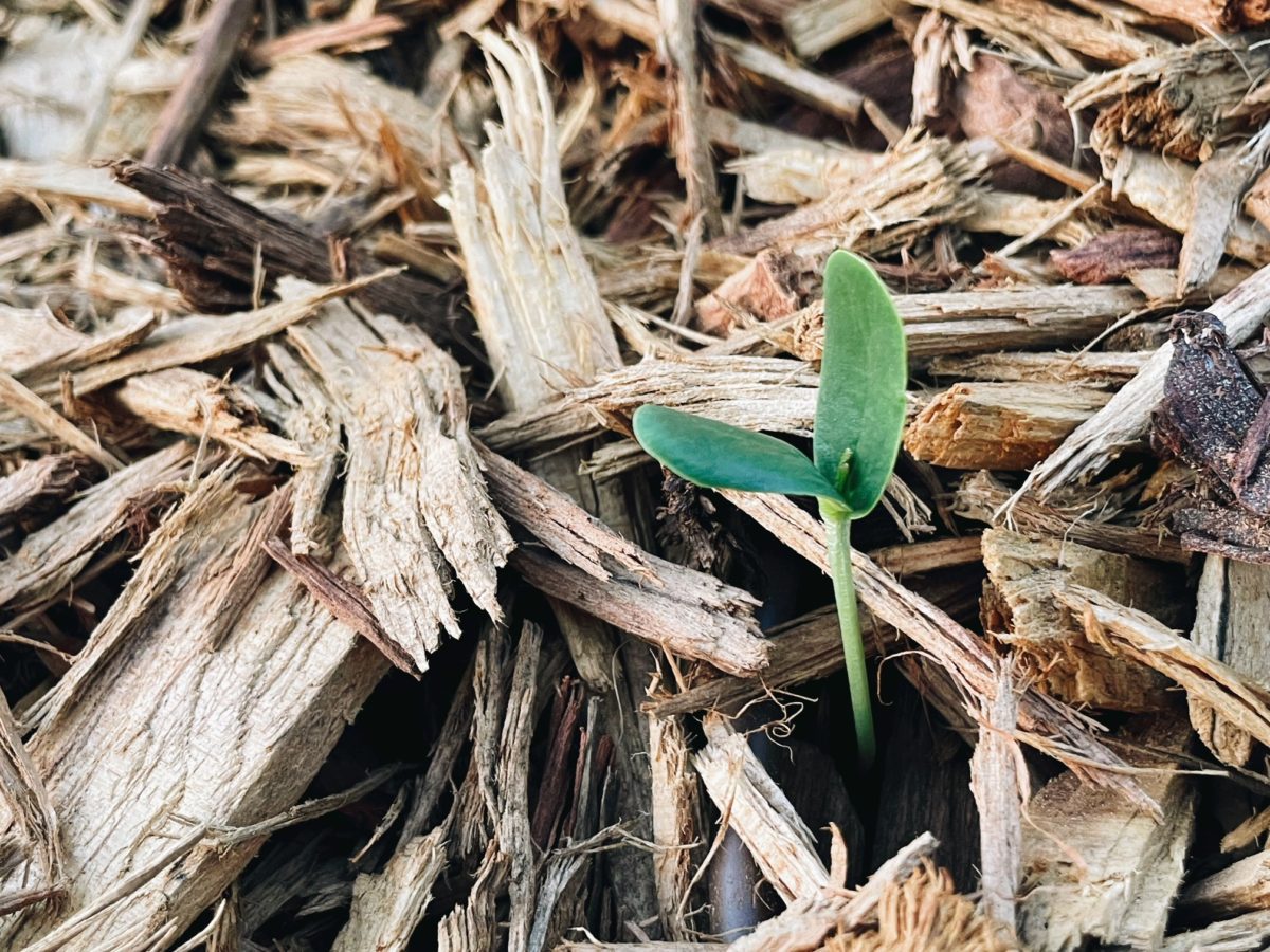 San Diego's Super-Spreader Trees || LC Tree Service