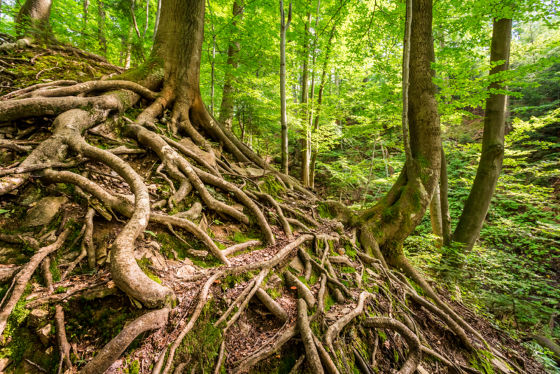 Why Do Some Trees Fall in Storms? | LC Tree Service