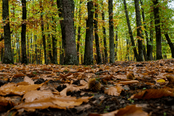 Why Do Some Trees Fall in Storms? | LC Tree Service